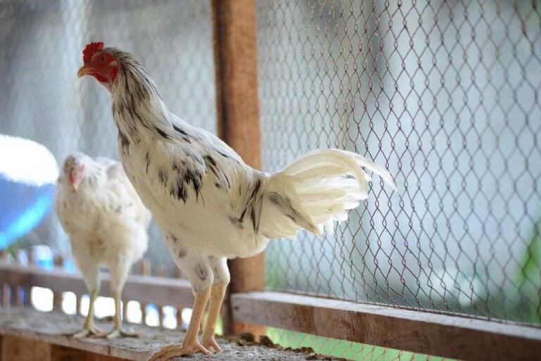 Keunggulan/Kelebihan Ayam Sentul