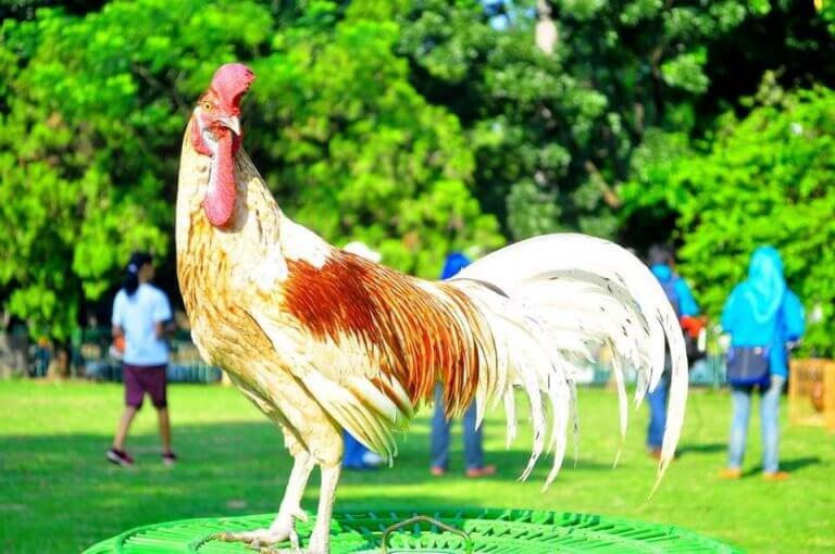 Apa Itu Ayam Bekisar?