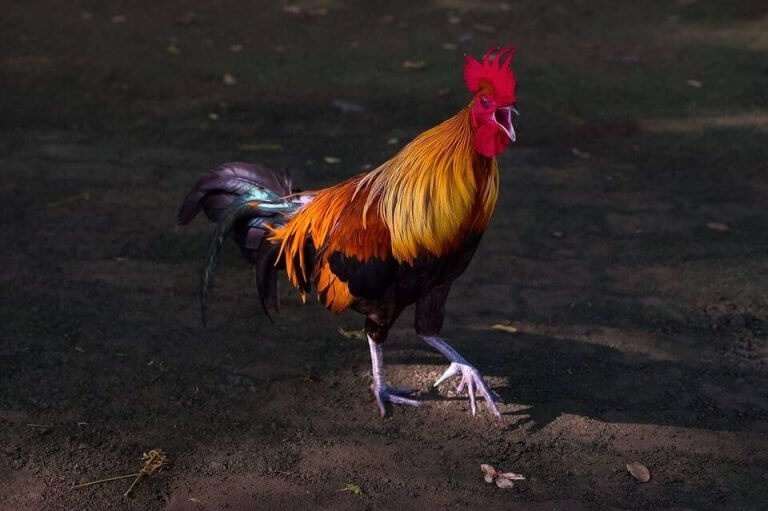 Penyebab Kaki Ayam Pincang